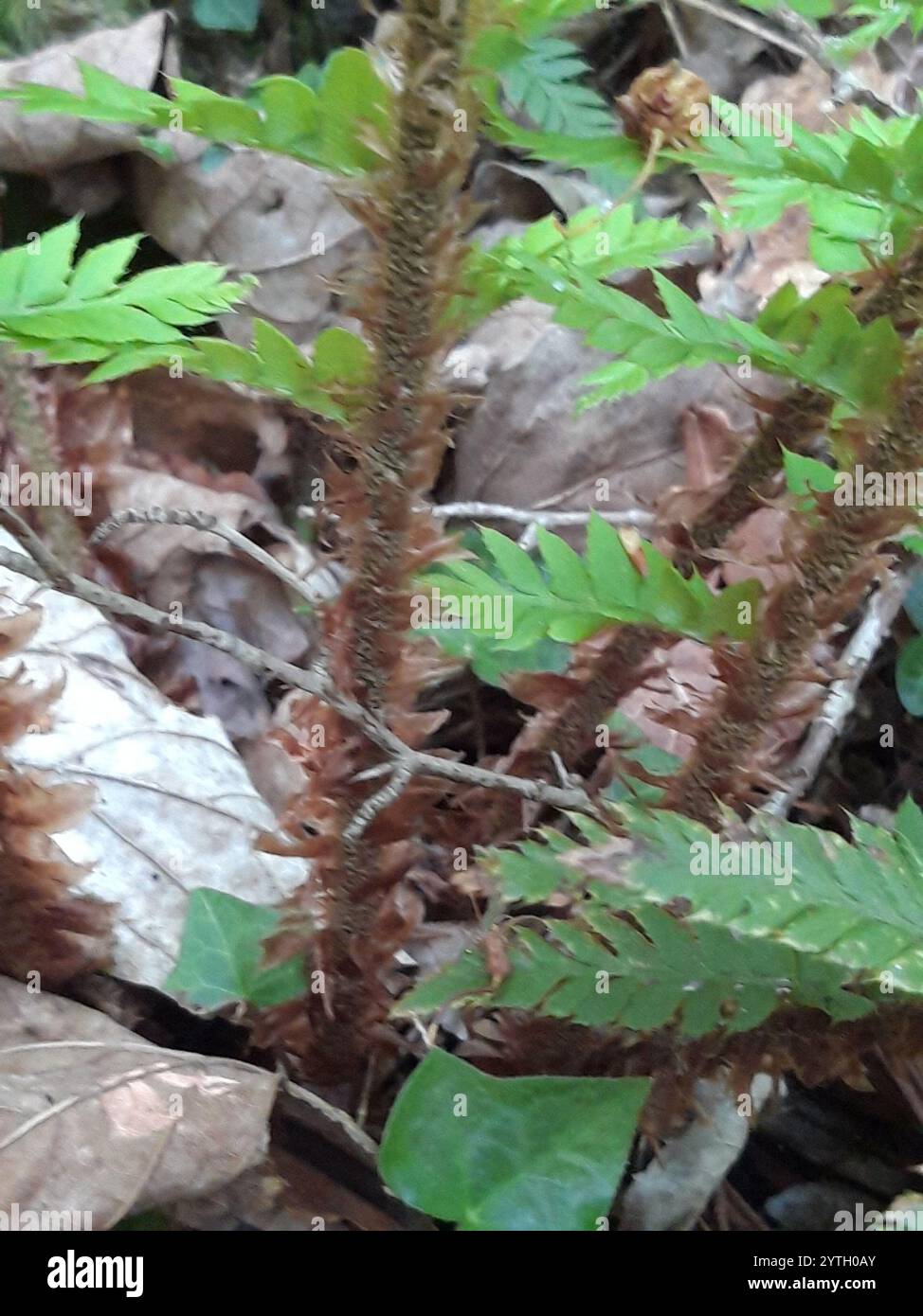 Polystichum aculeatum fern hi-res stock photography and images - Alamy