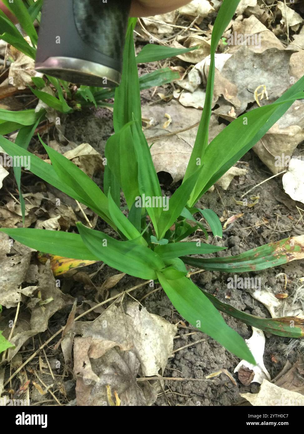 White Bear Sedge (Carex albursina Stock Photo - Alamy