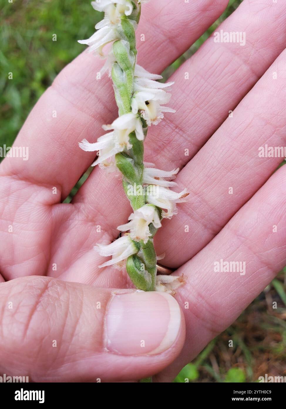 Spring Ladies' Tresses (Spiranthes vernalis Stock Photo - Alamy