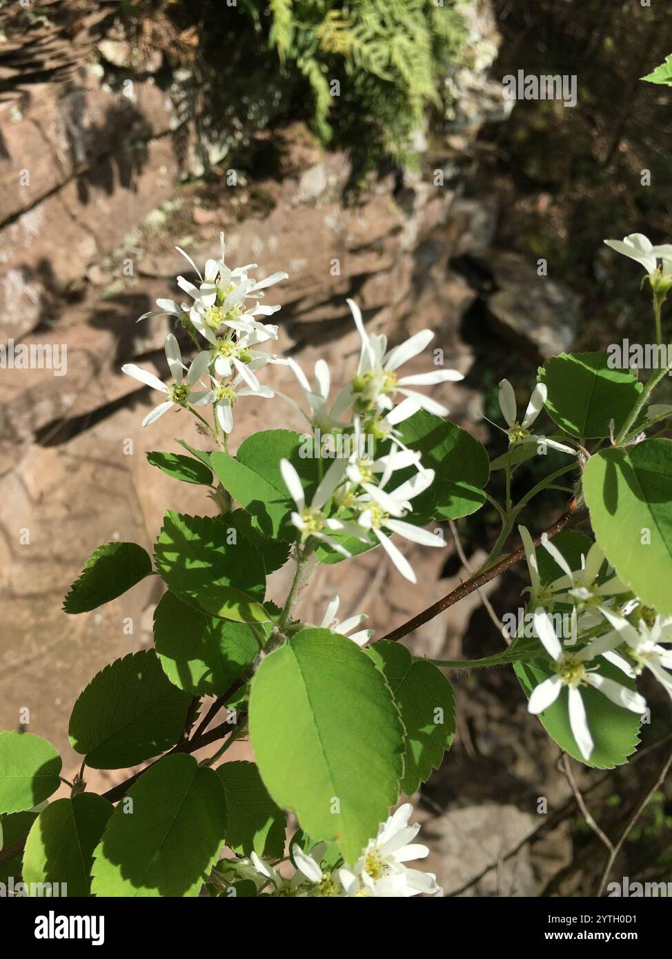 roundleaf shadbush (Amelanchier sanguinea Stock Photo - Alamy