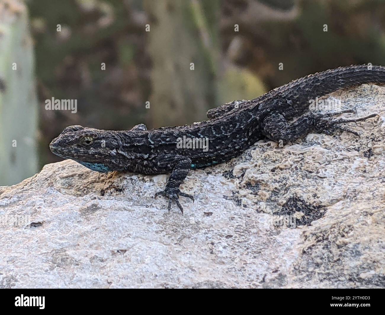Ornate tree lizard urosaurus ornatus hi-res stock photography and ...