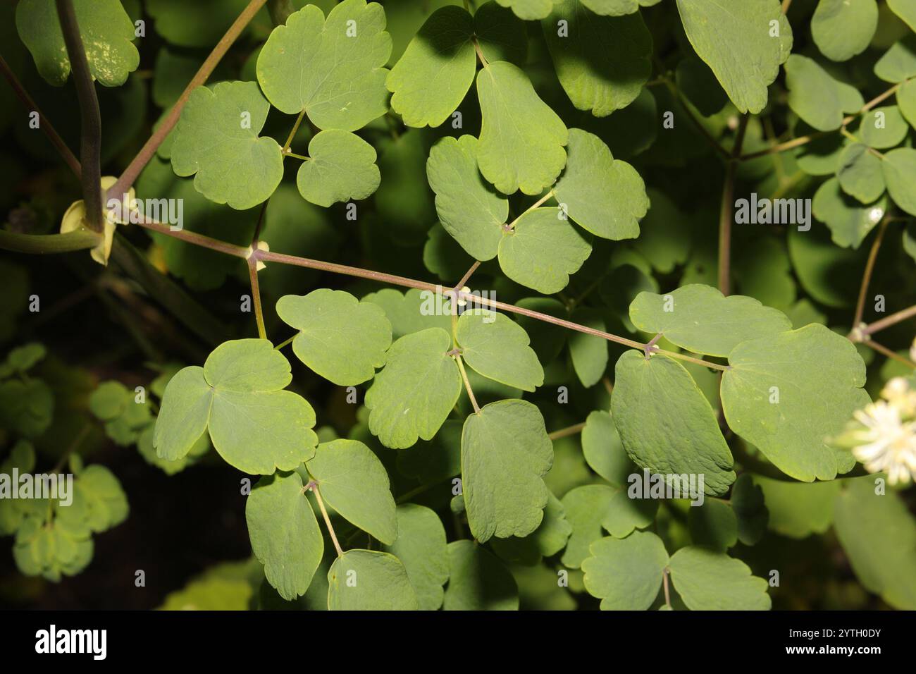 Common Meadow-rue (Thalictrum flavum Stock Photo - Alamy