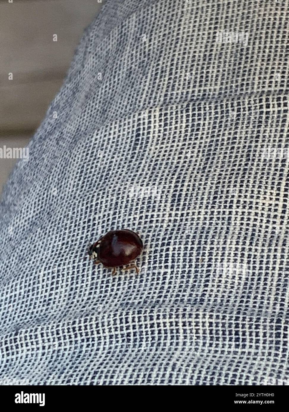 Fifteen-spotted Lady Beetle (Anatis labiculata Stock Photo - Alamy