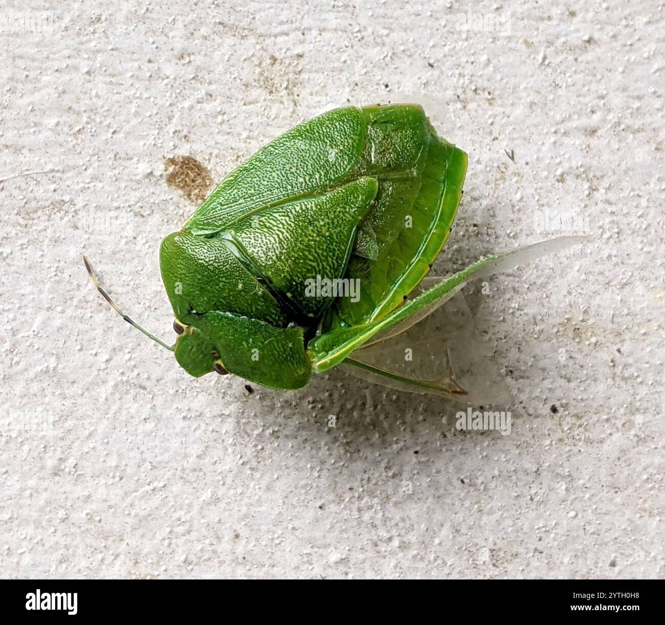 Green Stink Bug (Chinavia hilaris Stock Photo - Alamy