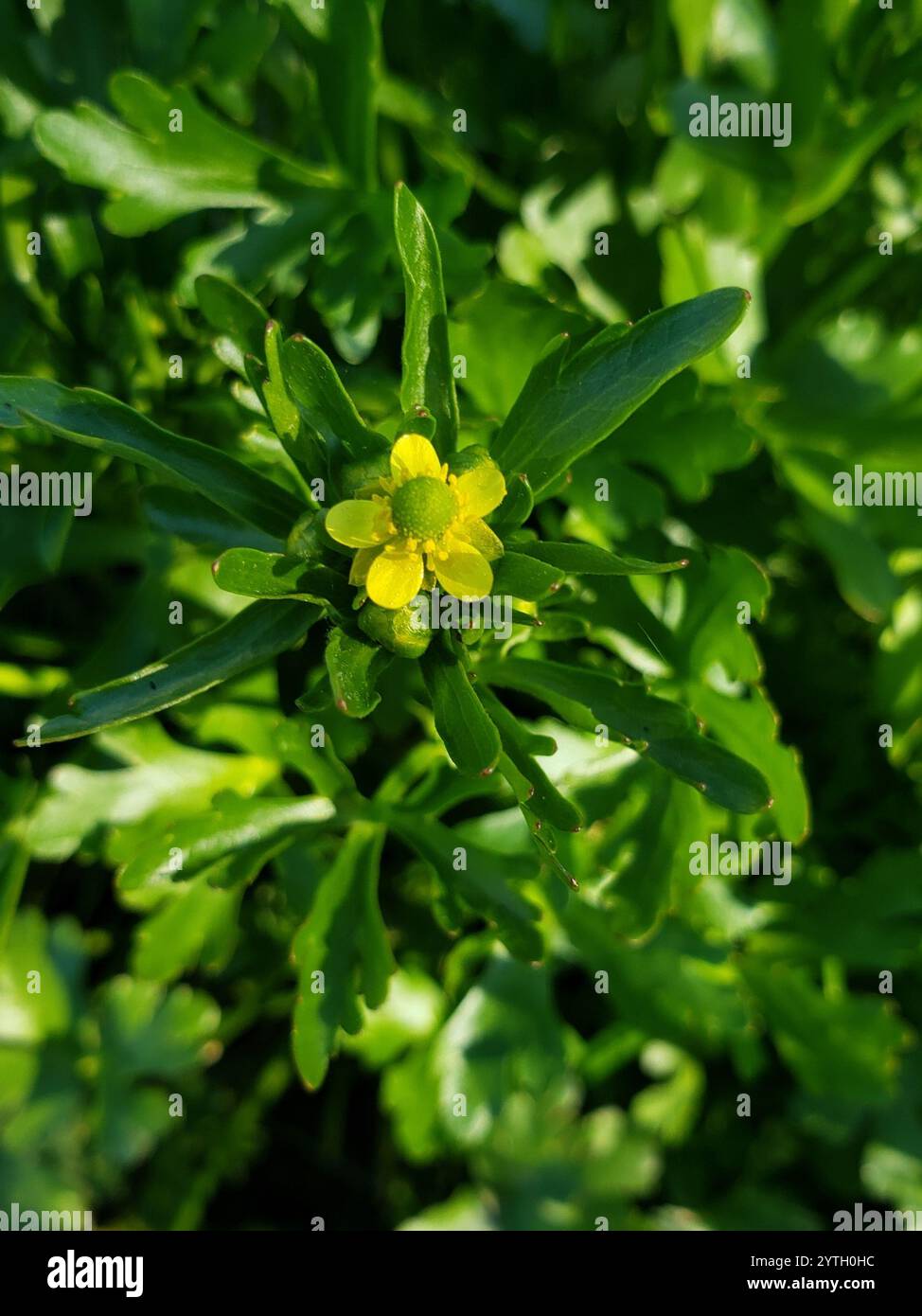 cursed crowfoot (Ranunculus sceleratus Stock Photo - Alamy