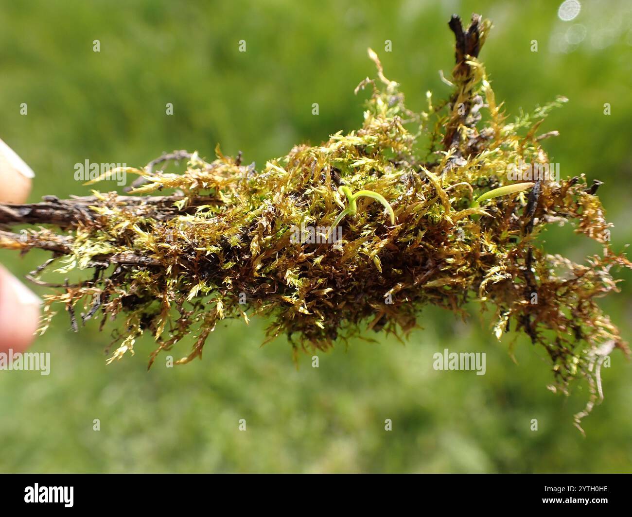 Streamside Leptodictyum Moss (Leptodictyum riparium Stock Photo - Alamy