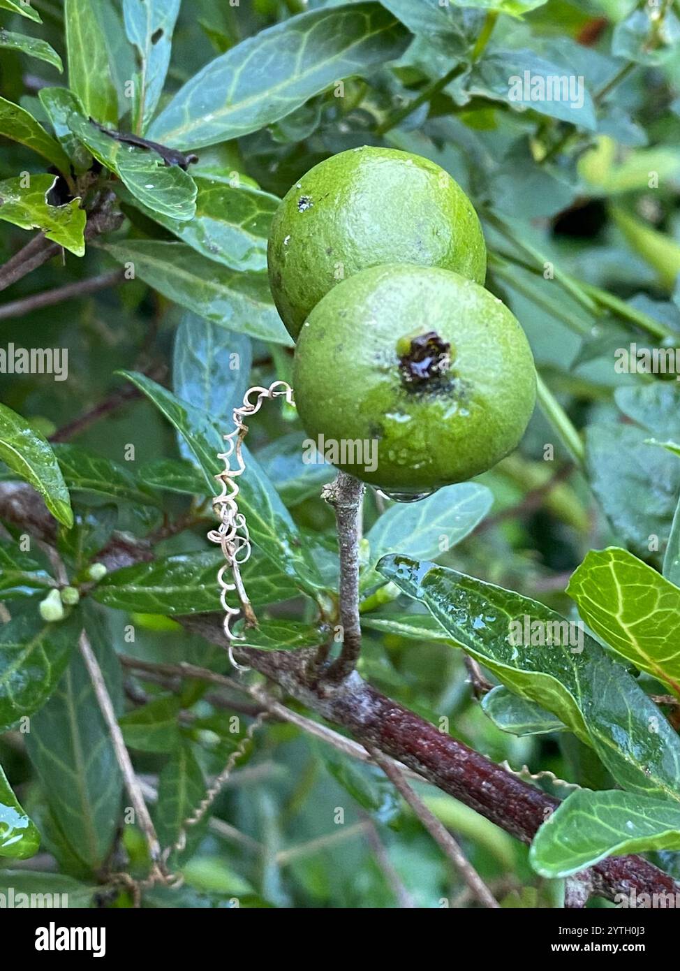 Bell-Gardenia (Rothmannia globosa Stock Photo - Alamy