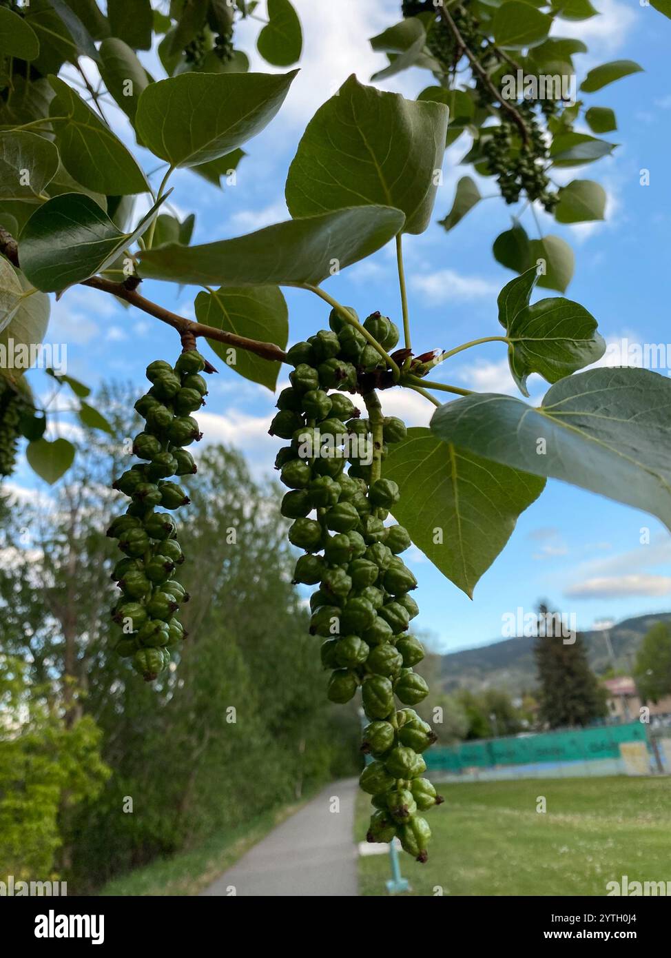 hybrid balsam-poplar (Populus × hastata Stock Photo - Alamy