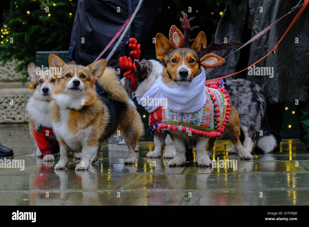 Corgi christmas walk hi-res stock photography and images - Alamy