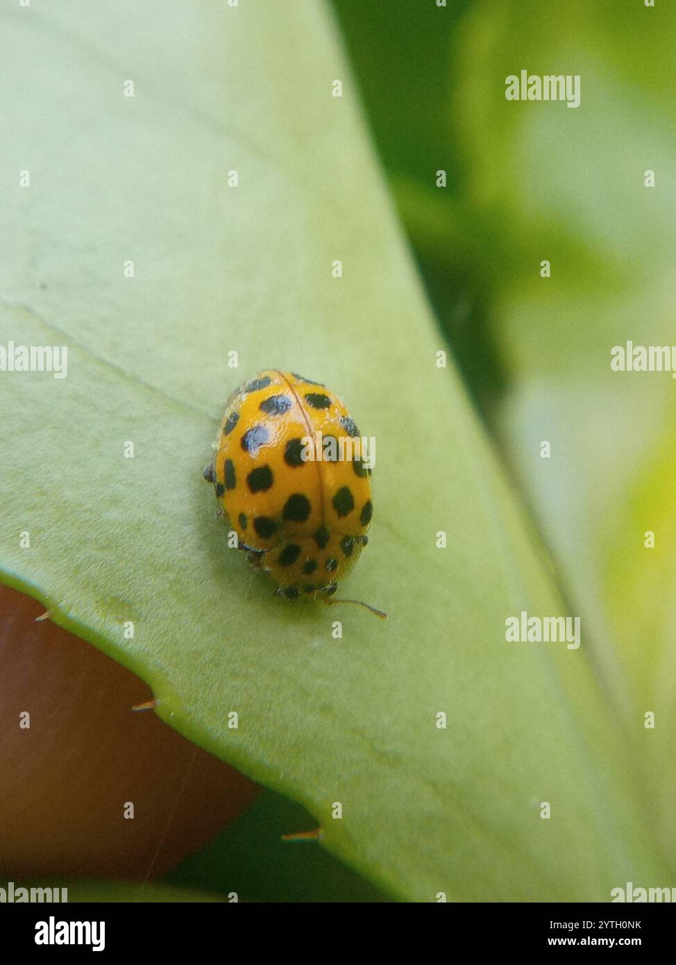 22-spot Ladybird (Psyllobora vigintiduopunctata Stock Photo - Alamy