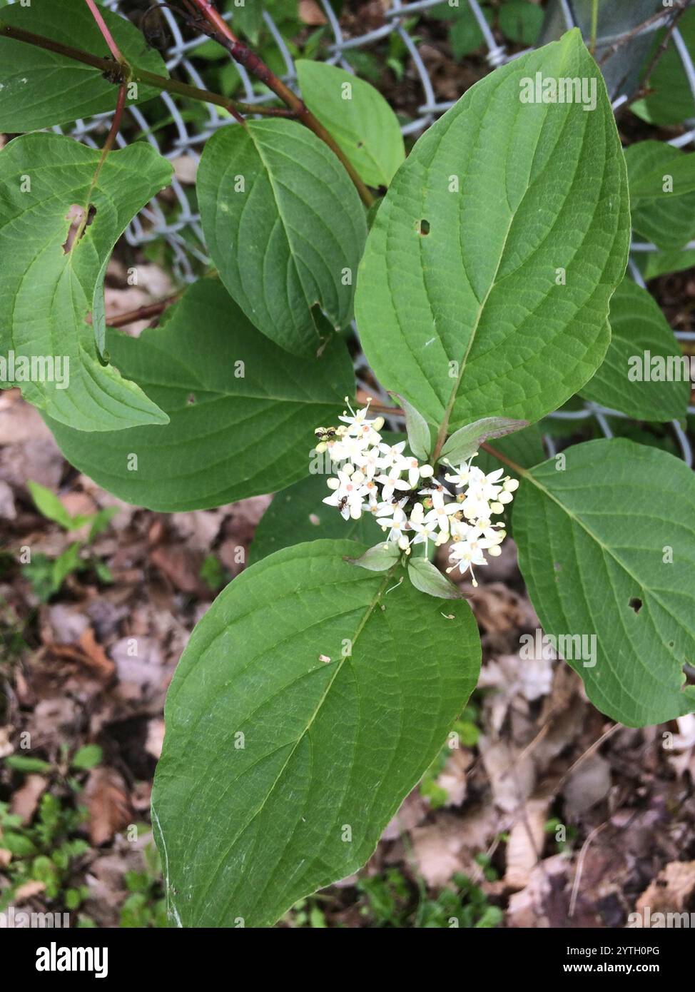red osier dogwood (Cornus sericea Stock Photo - Alamy