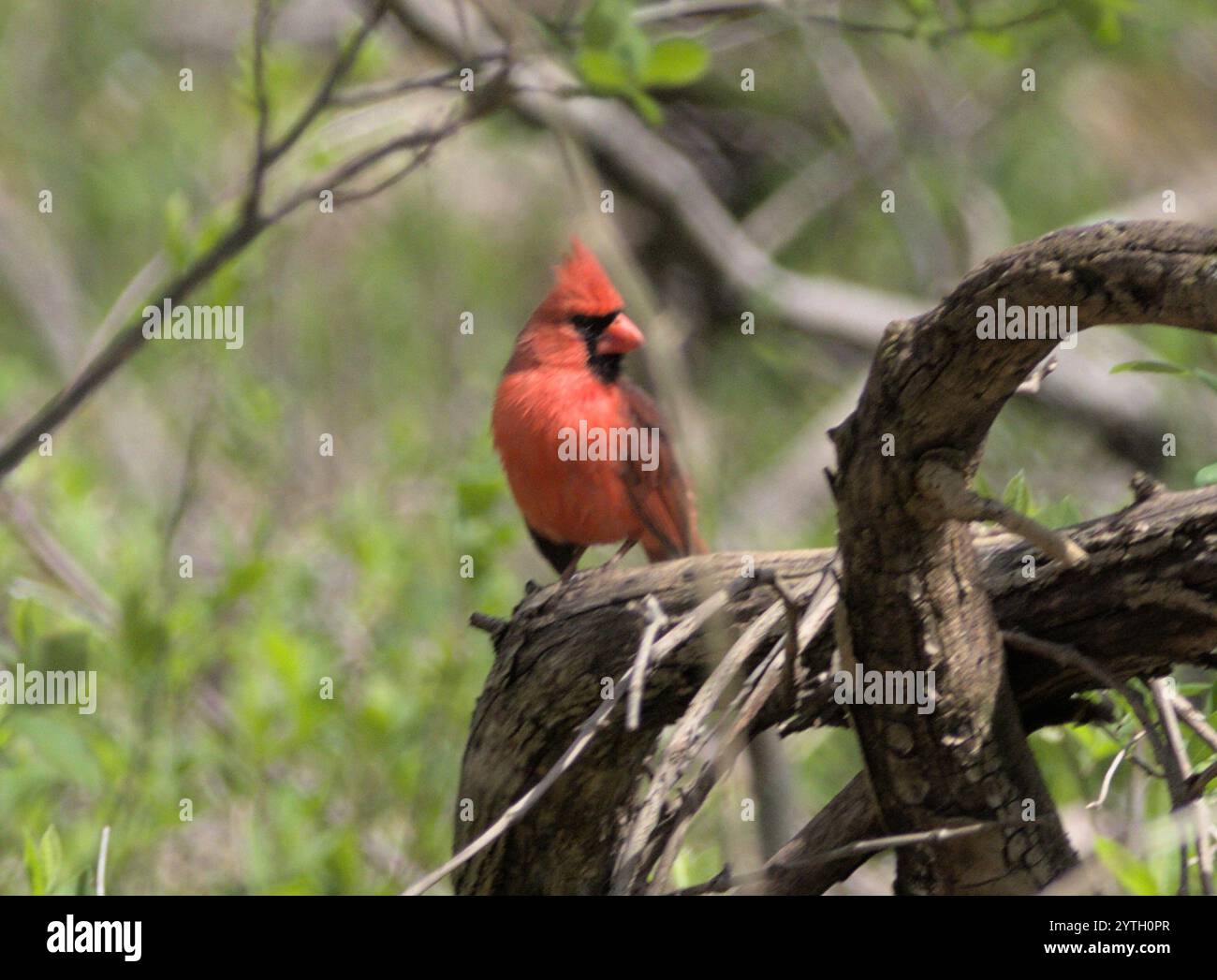 Eastern Cardinal (Cardinalis cardinalis cardinalis Stock Photo - Alamy