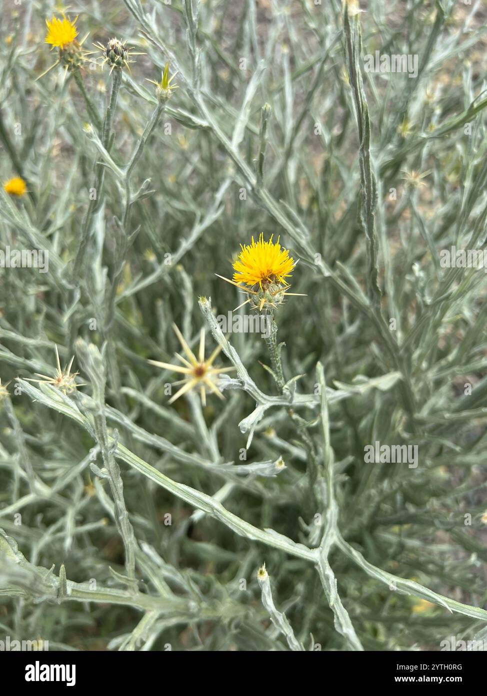 Yellow Star-Thistle (Centaurea solstitialis Stock Photo - Alamy