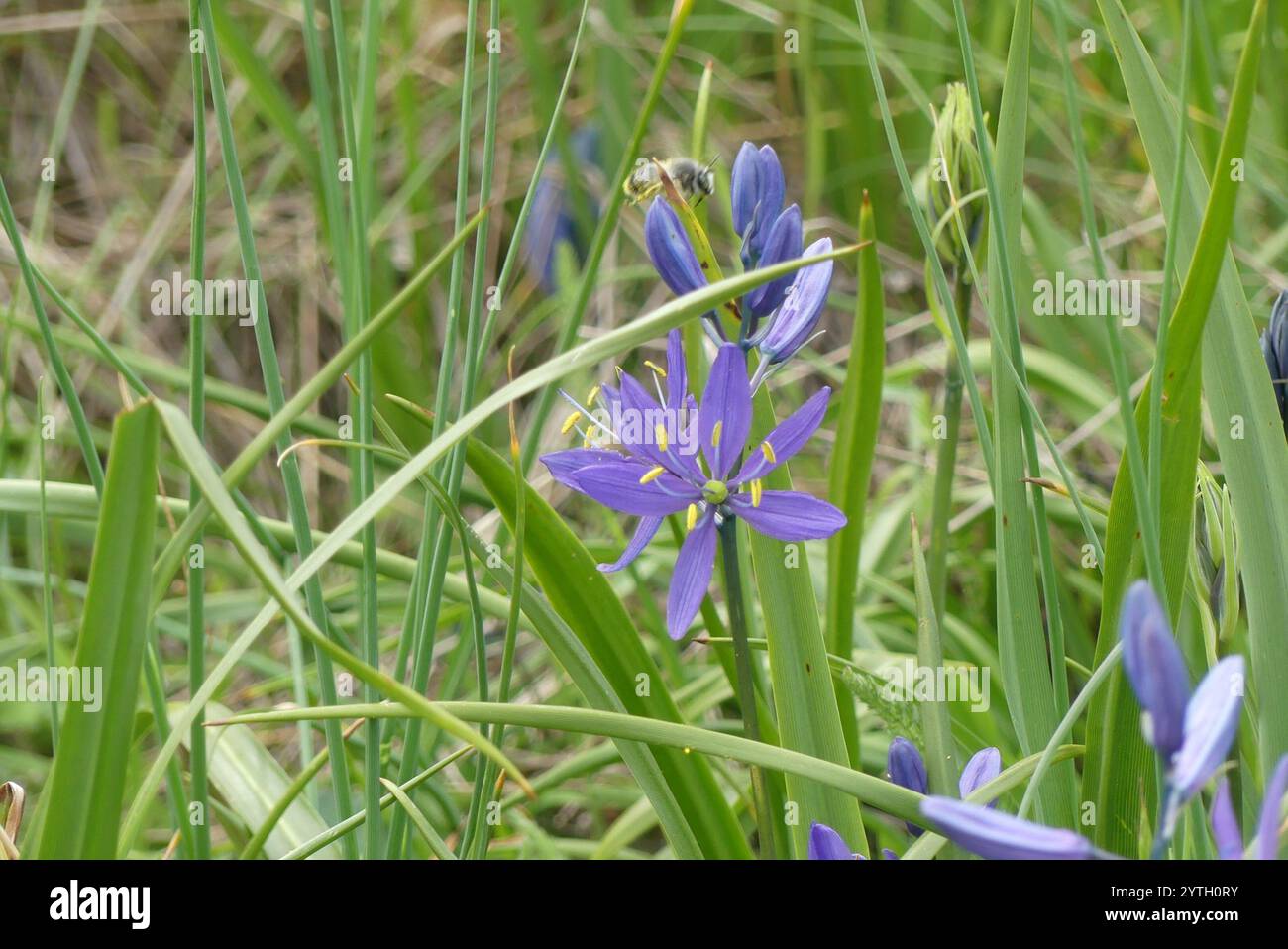 Common digger bees hi-res stock photography and images - Alamy