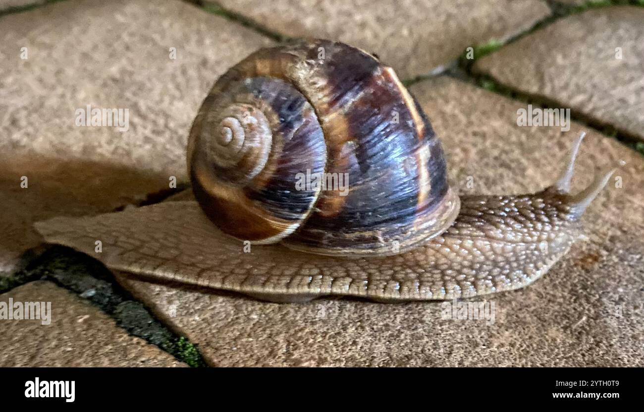 Turkish Snail (Helix lucorum Stock Photo - Alamy