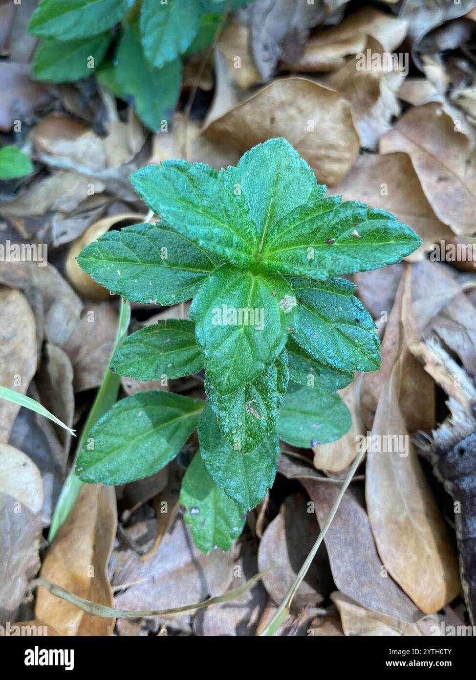 trailing daisy (Sphagneticola trilobata Stock Photo - Alamy