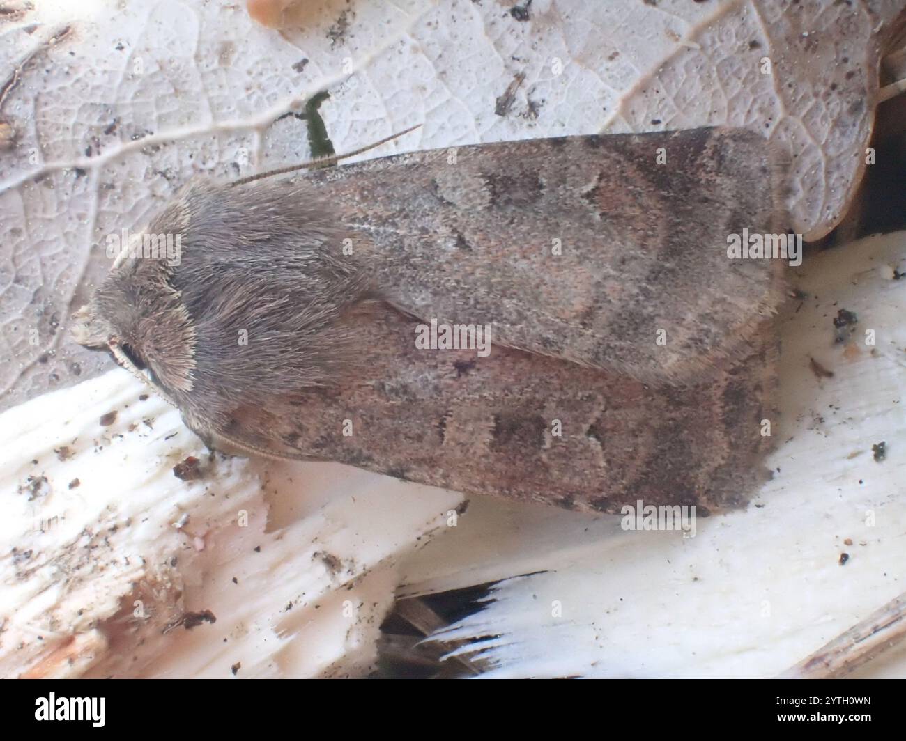 Small Square-spot (Diarsia rubi Stock Photo - Alamy