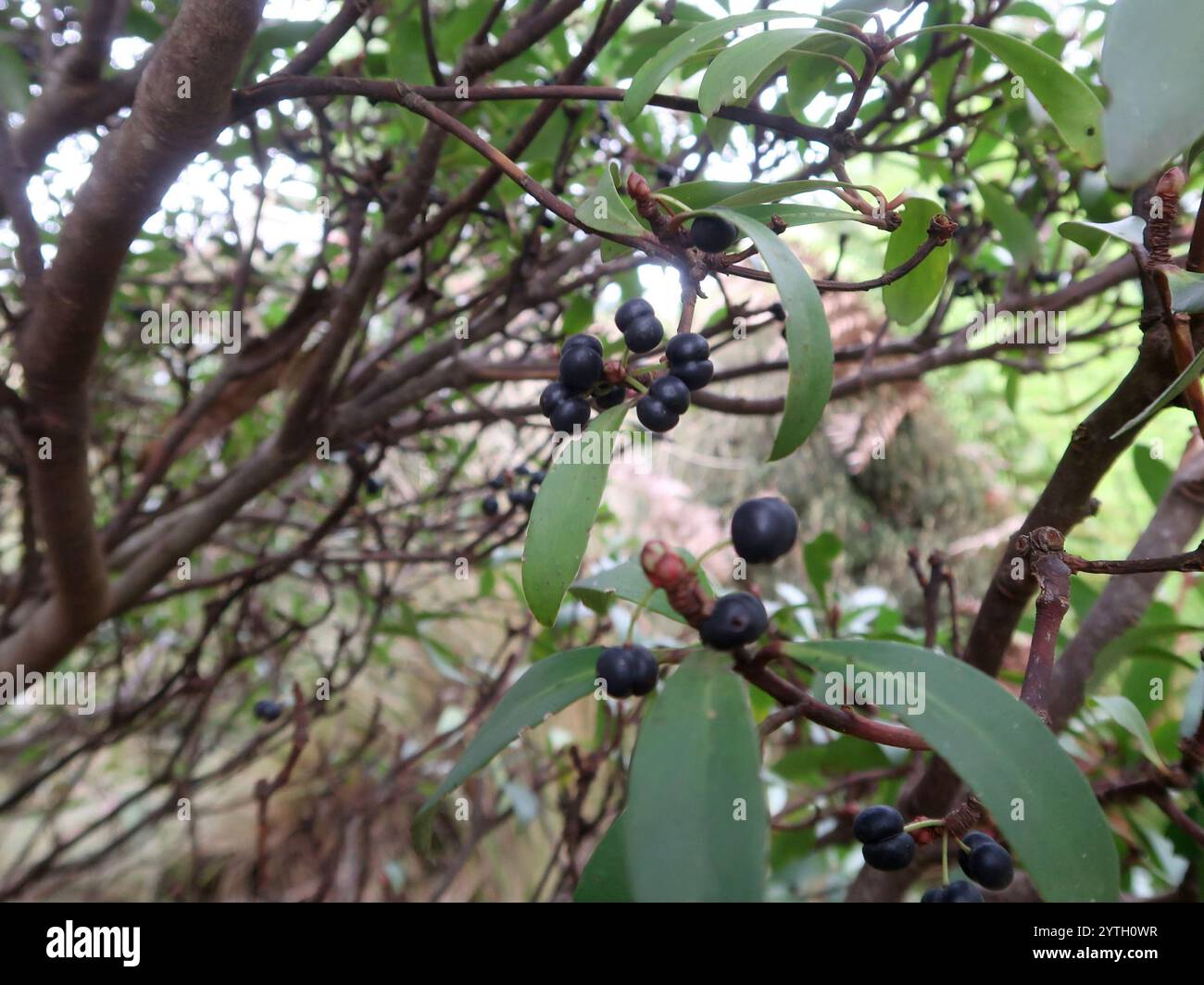 Tasmannia lanceolata hi-res stock photography and images - Alamy
