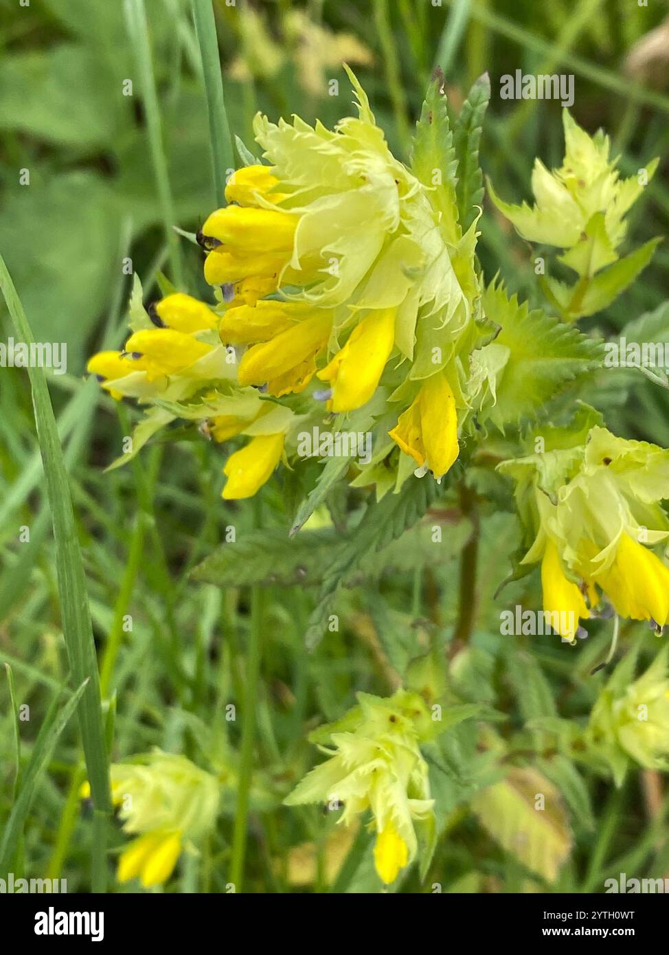 Greater Yellow-rattle (Rhinanthus serotinus Stock Photo - Alamy