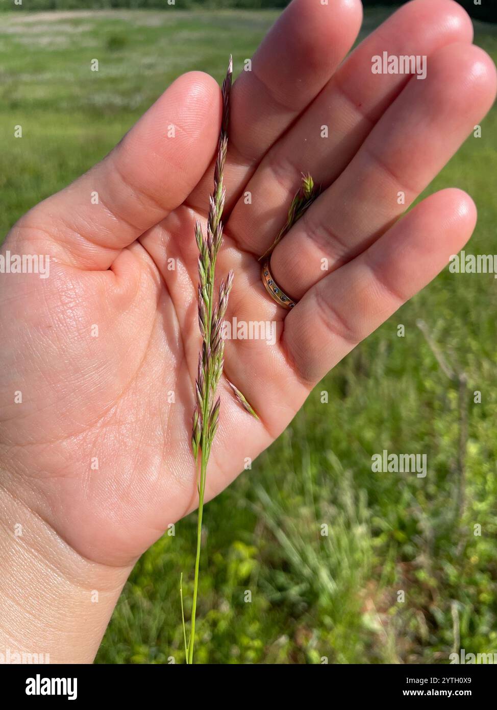 tall fescue (Lolium arundinaceum Stock Photo - Alamy