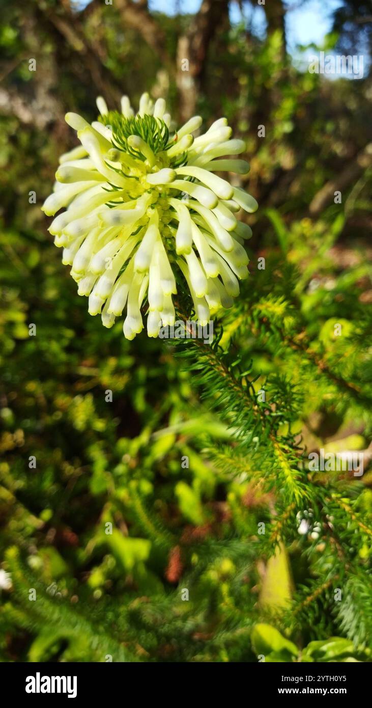 Bottle Green Heath (Erica sessiliflora Stock Photo - Alamy