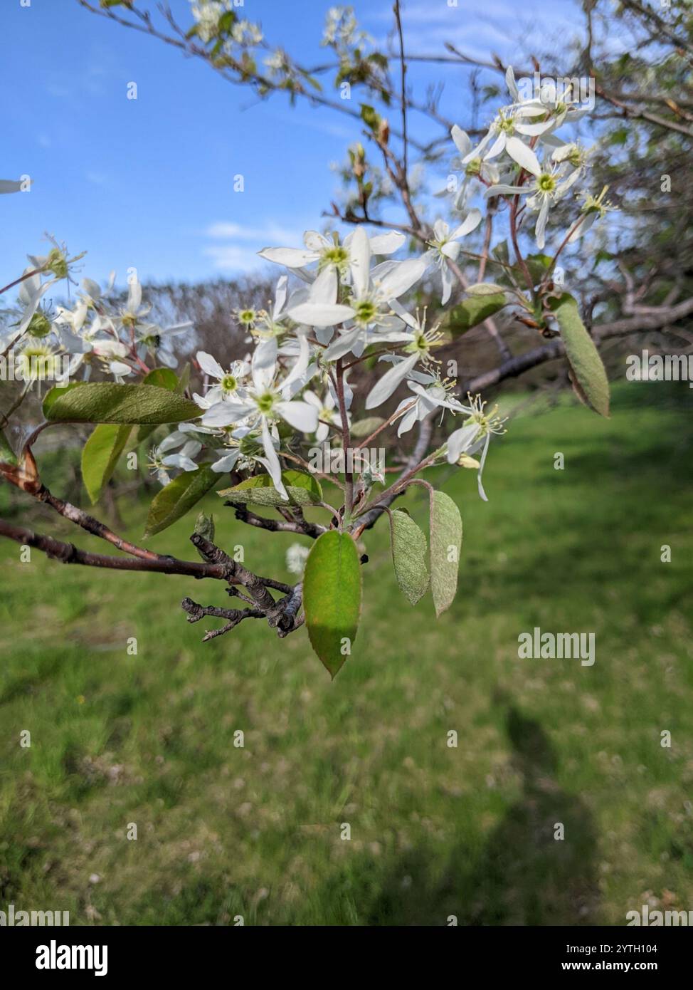common serviceberry (Amelanchier arborea Stock Photo - Alamy