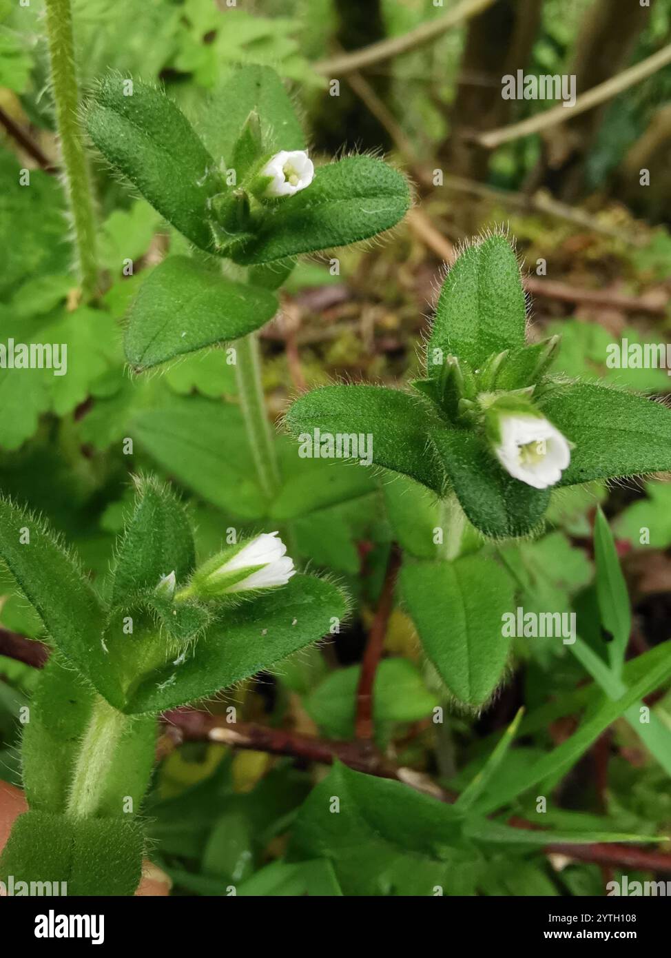 Common mouse-ear chickweed (Cerastium fontanum Stock Photo - Alamy