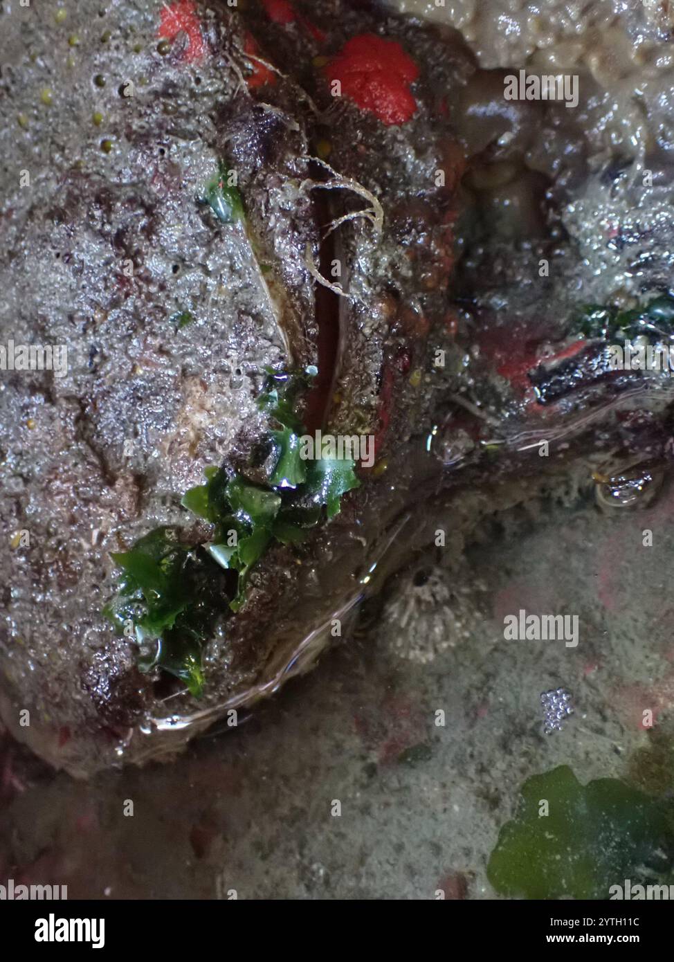 Scallops and Allies (Pectinida Stock Photo - Alamy