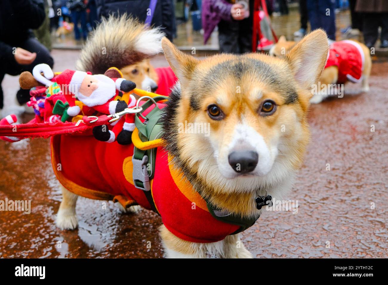 London, UK. 7th December, 2024. Corgis and their owners joined a ...