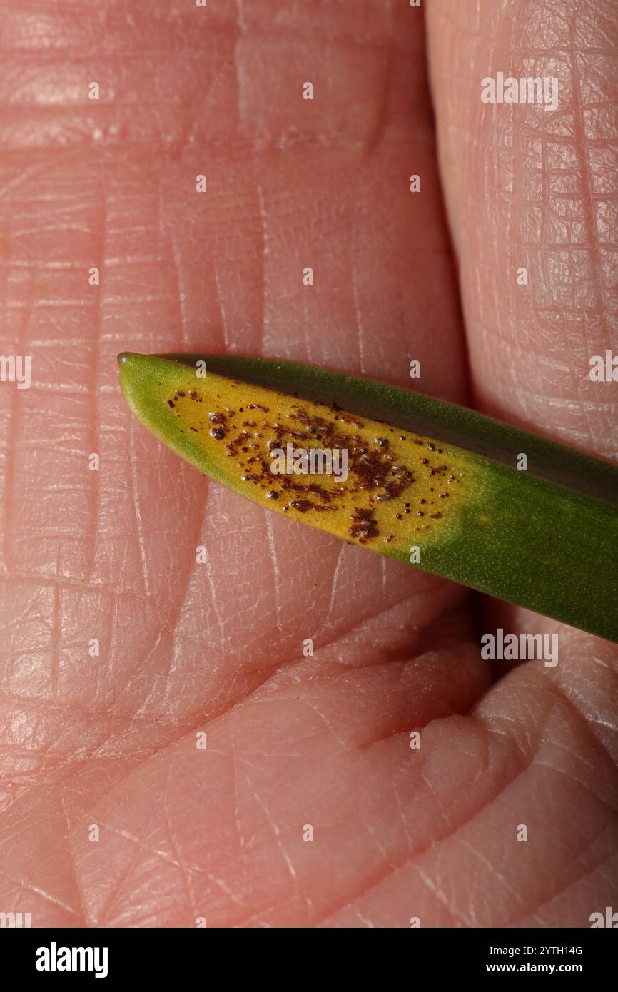 Bluebell rust (Uromyces hyacinthi Stock Photo - Alamy