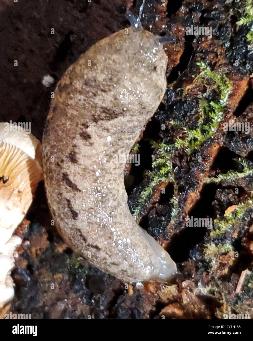 Carolina Mantleslug (Philomycus carolinianus Stock Photo - Alamy