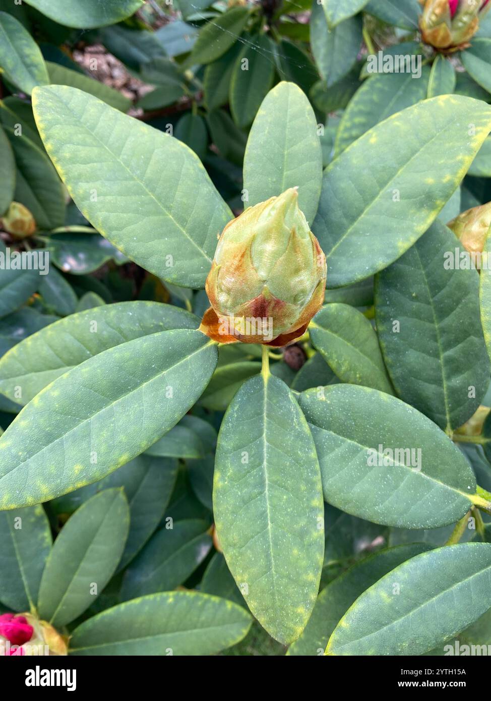 Common Rhododendron (Rhododendron ponticum Stock Photo - Alamy