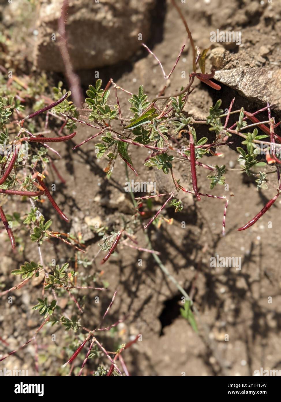 Strigose lotus hi-res stock photography and images - Alamy