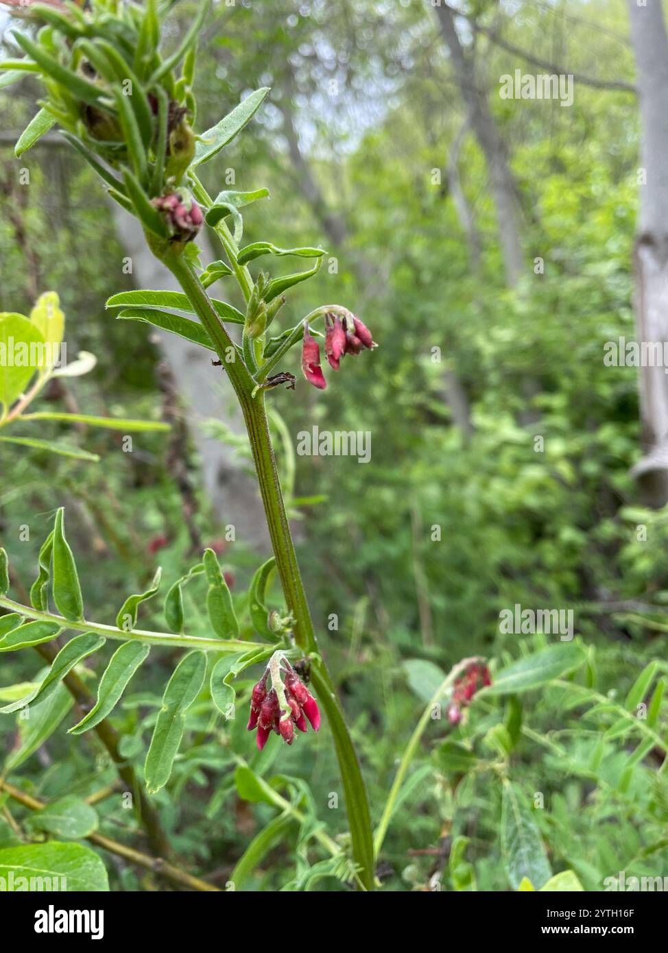 giant vetch (Vicia gigantea Stock Photo - Alamy