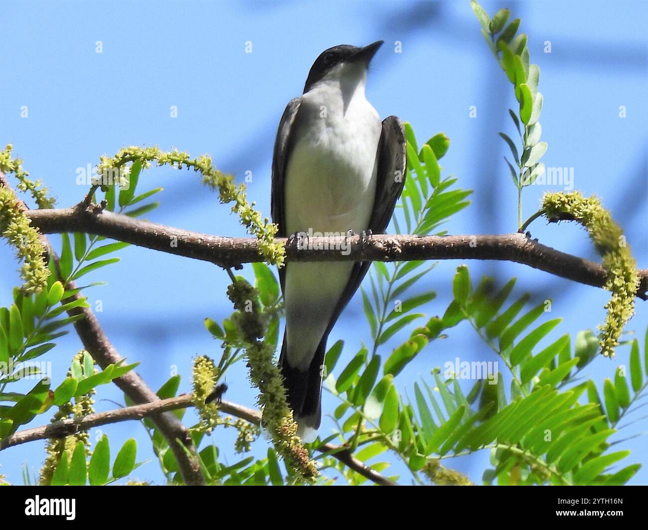 Eastern Kingbird (Tyrannus tyrannus Stock Photo - Alamy