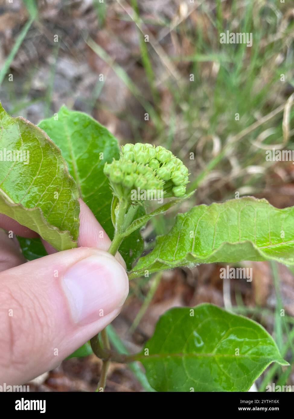 redring milkweed (Asclepias variegata Stock Photo - Alamy