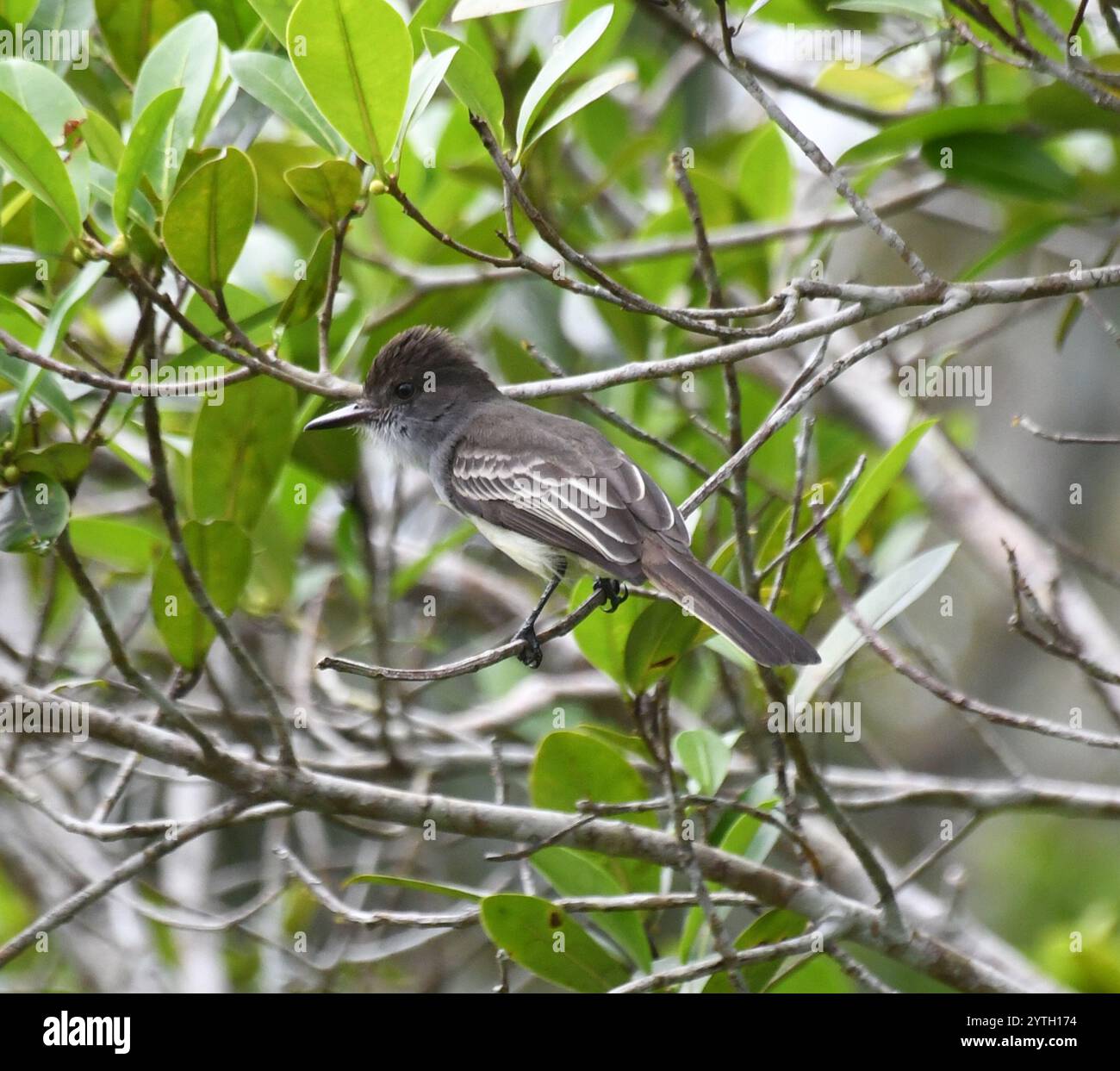 Short-crested Flycatcher (Myiarchus ferox Stock Photo - Alamy