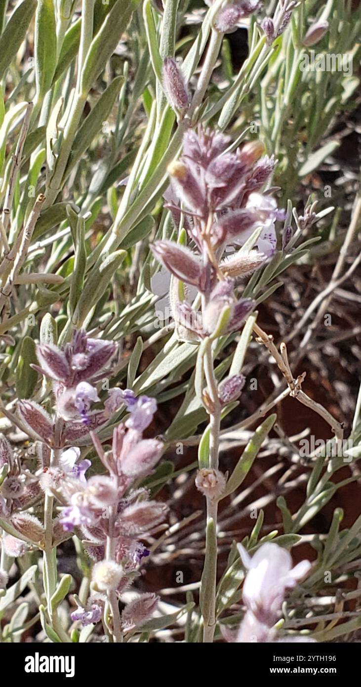Frosted Mint (Poliomintha incana Stock Photo - Alamy