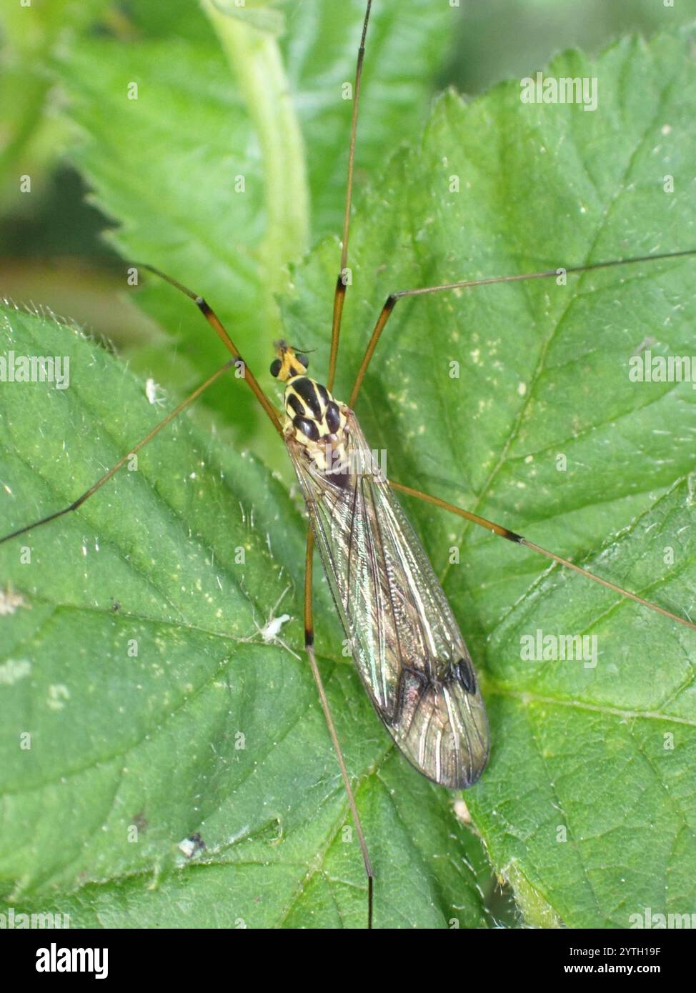 four-spotted cranefly (Nephrotoma quadrifaria Stock Photo - Alamy