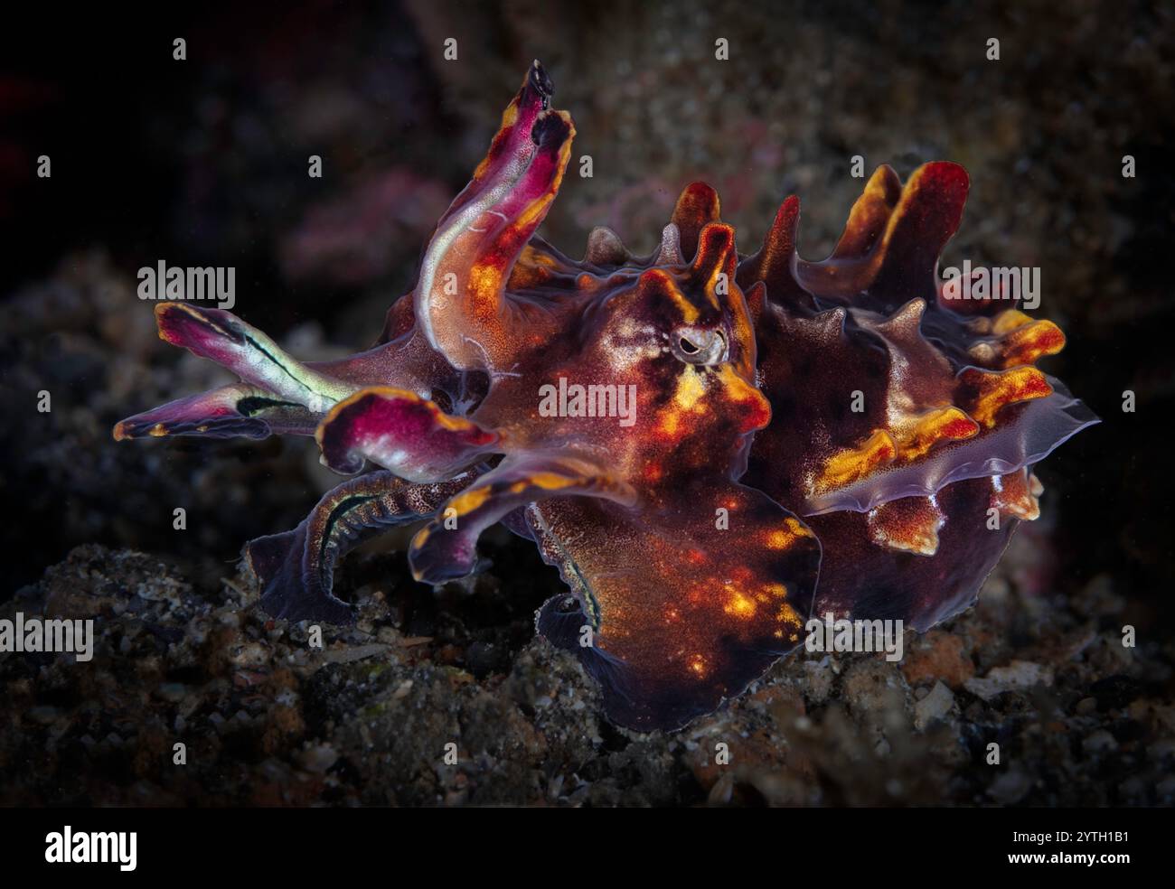 Eye level with an Flamboyant cuttlefish (Metasepia pfefferi Stock Photo ...