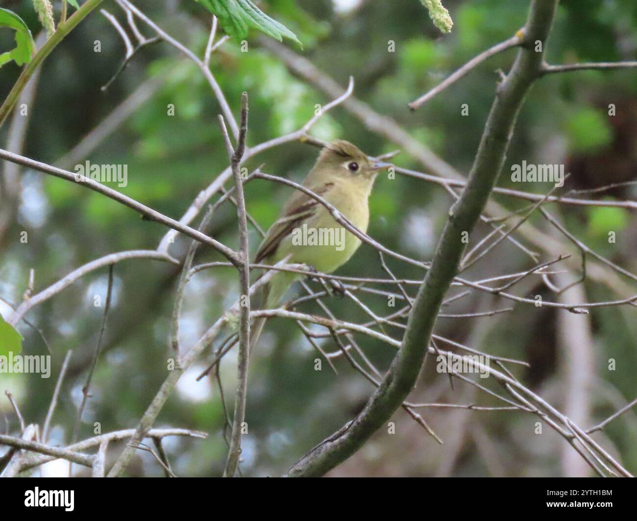 Western Flycatcher (Empidonax difficilis Stock Photo - Alamy