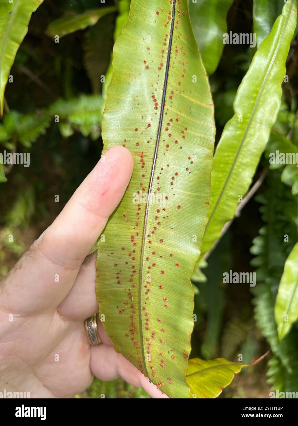 Oleander Fern (Oleandra articulata Stock Photo - Alamy