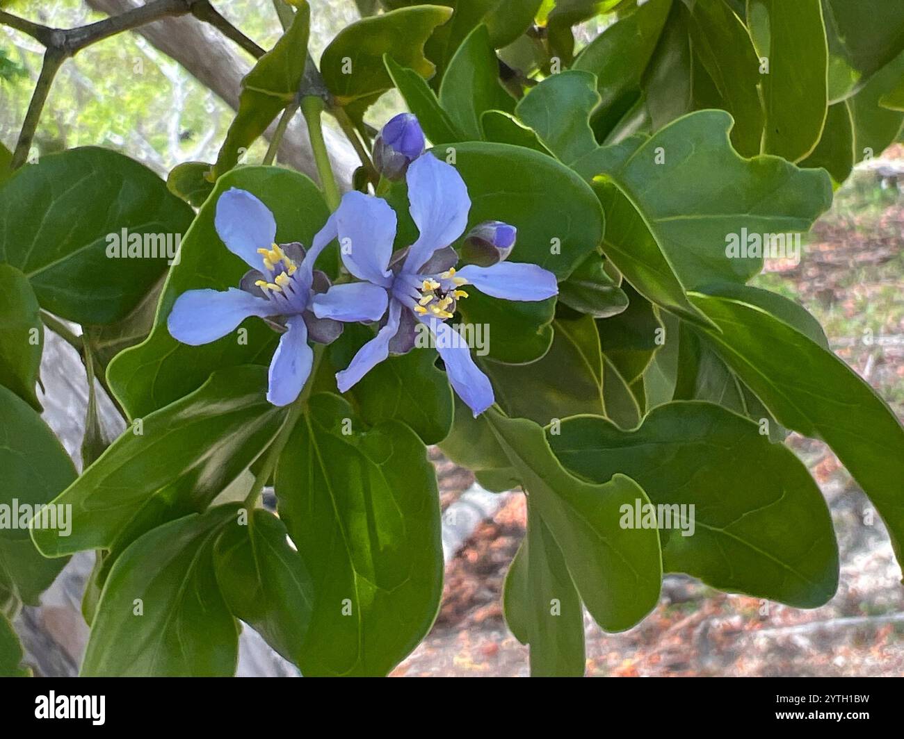 roughbark lignum-vitae (Guaiacum officinale Stock Photo - Alamy