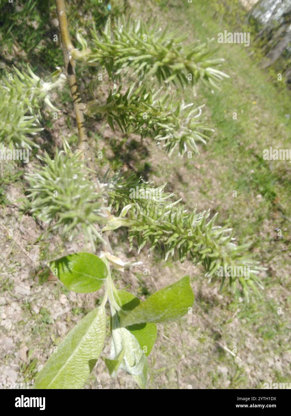 goat willow (Salix caprea Stock Photo - Alamy