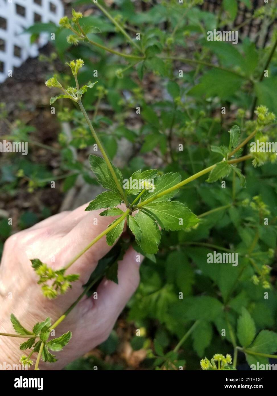 Black Snakeroot (Sanicula canadensis Stock Photo - Alamy
