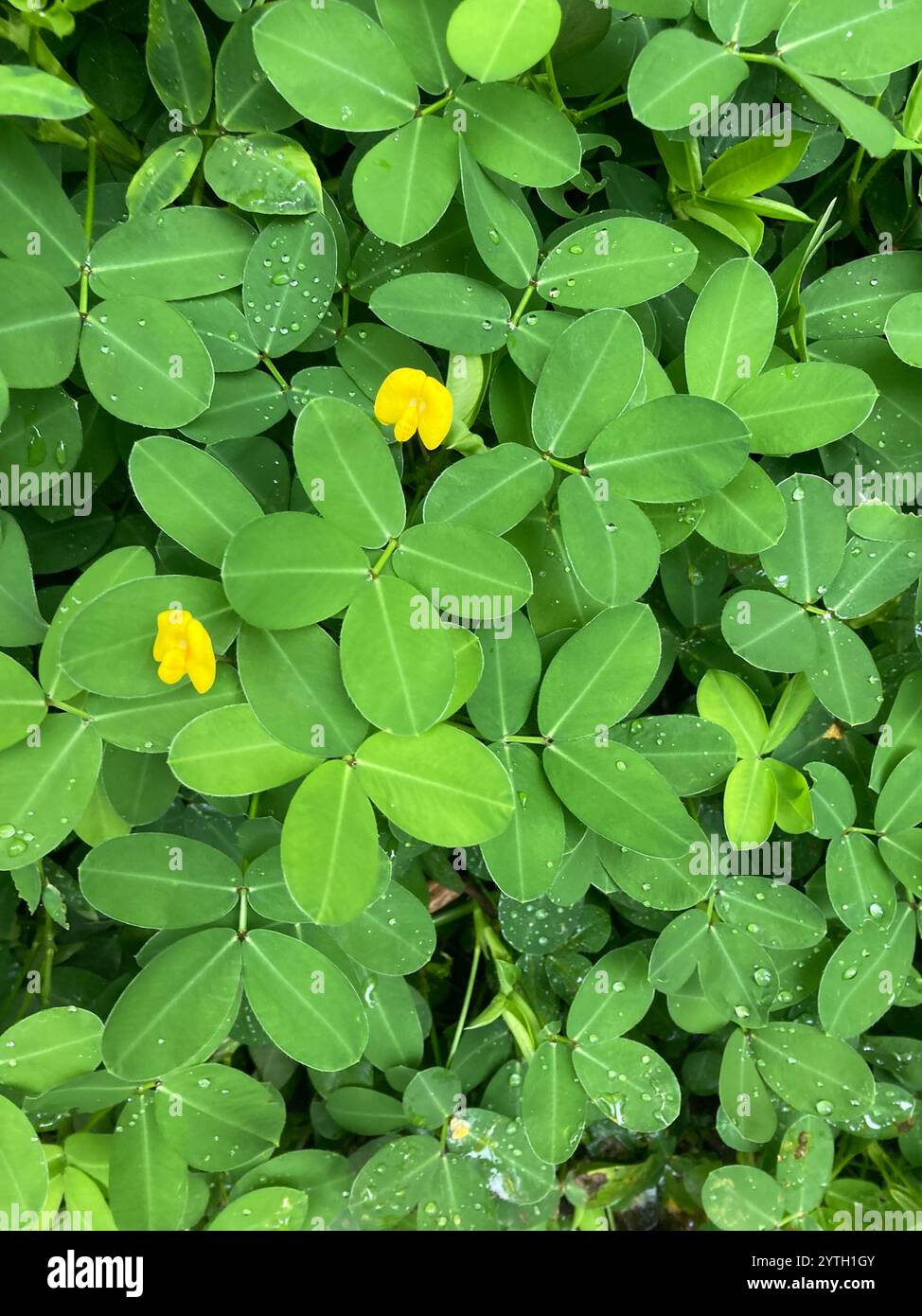 creeping peanut (Arachis repens Stock Photo - Alamy