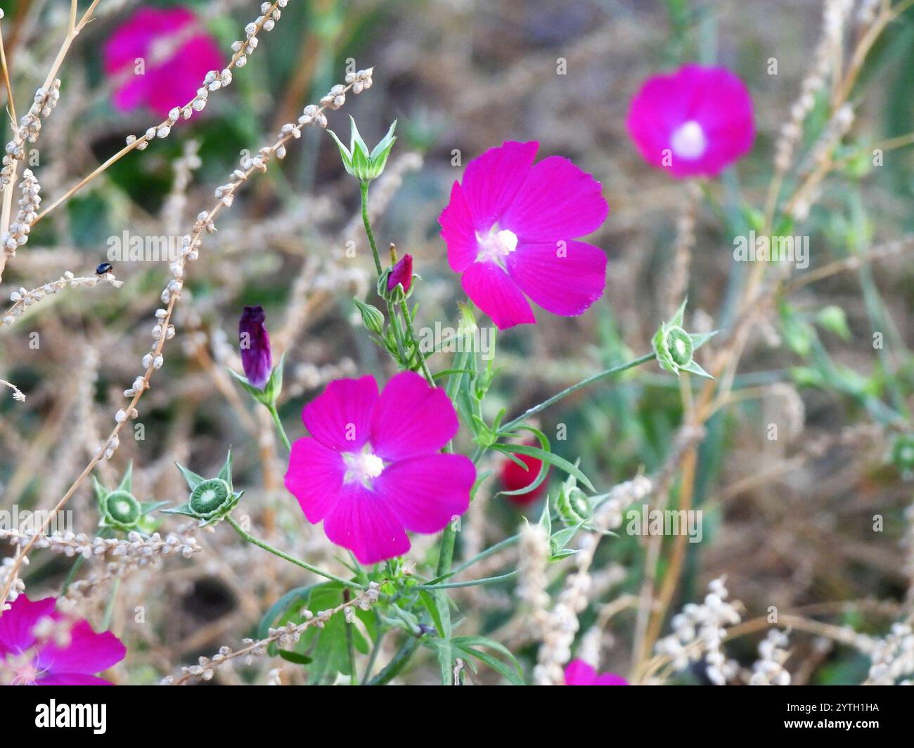 tall poppymallow (Callirhoe leiocarpa Stock Photo - Alamy