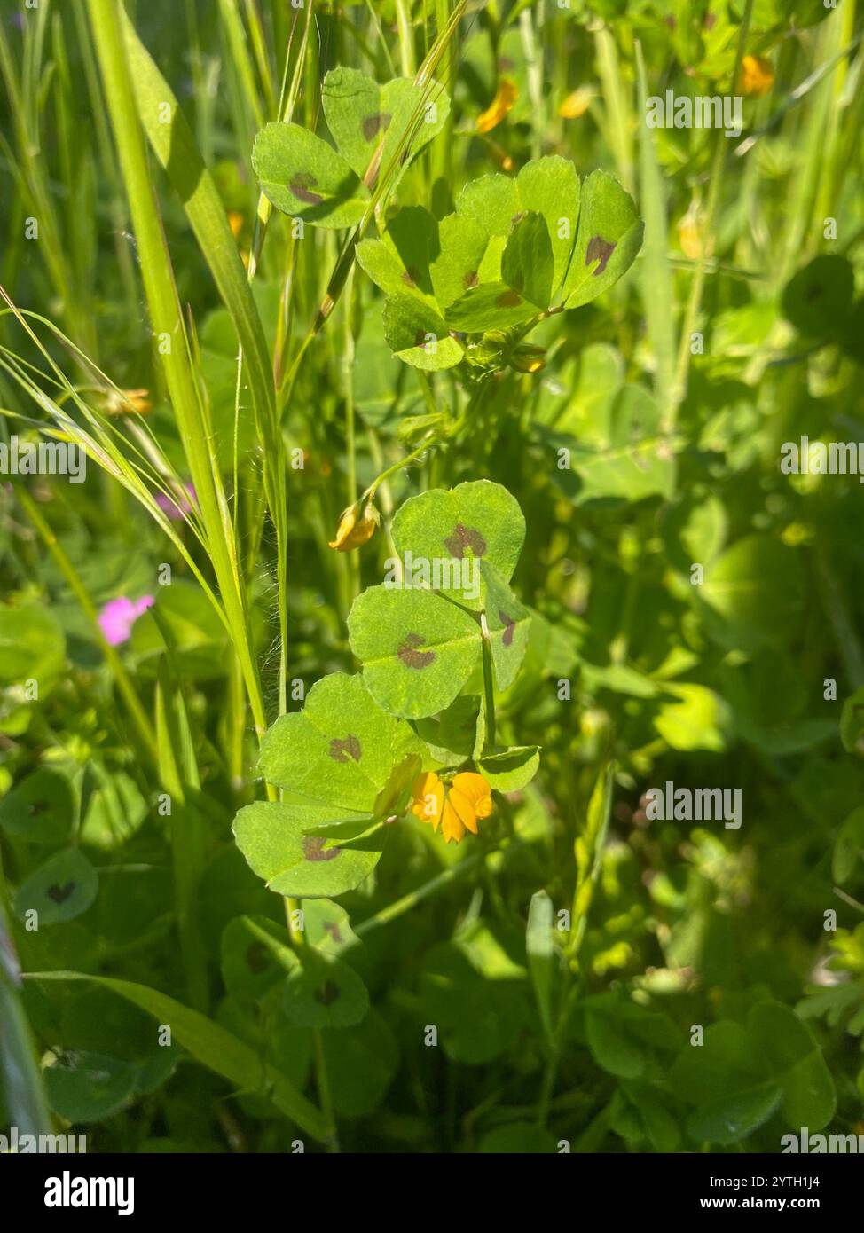 Spotted medick (Medicago arabica Stock Photo - Alamy