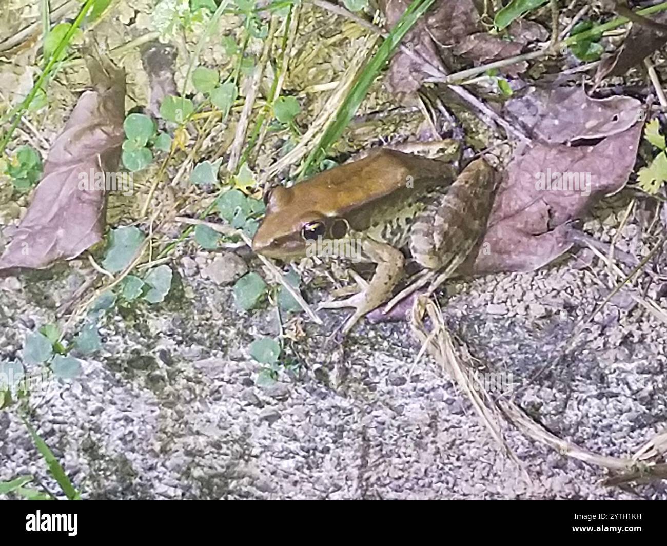 Guenther's Frog (Sylvirana guentheri Stock Photo - Alamy