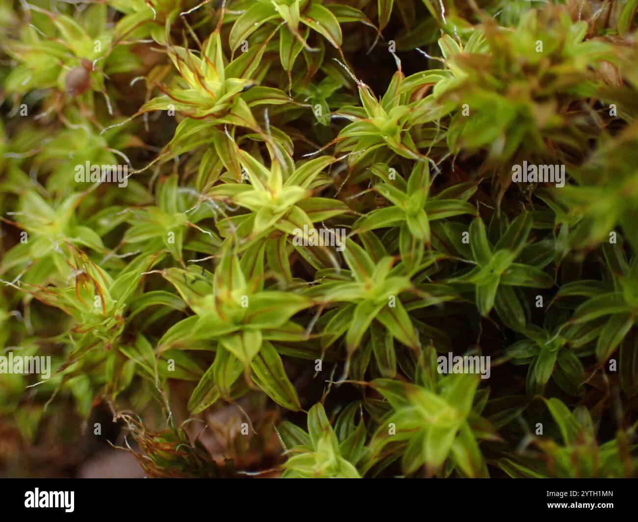 Star Moss (Syntrichia ruralis Stock Photo - Alamy